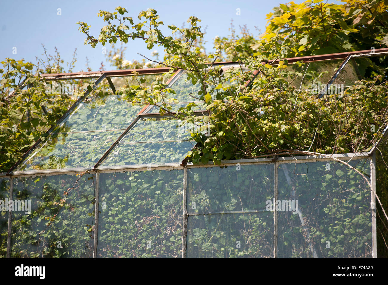 Overgrown greenhouse hi-res stock photography and images - Alamy