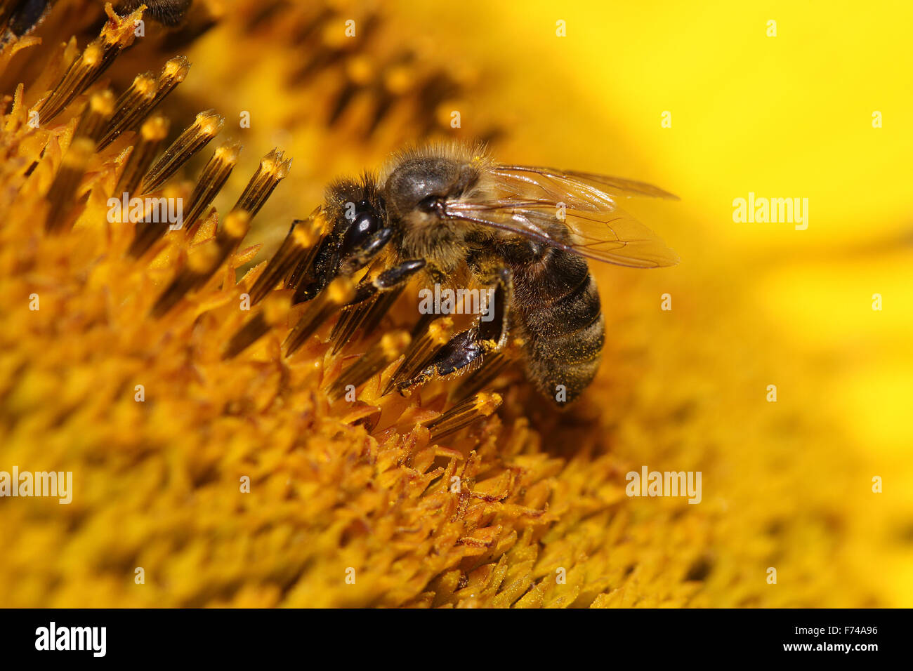 Bee view hi-res stock photography and images - Alamy