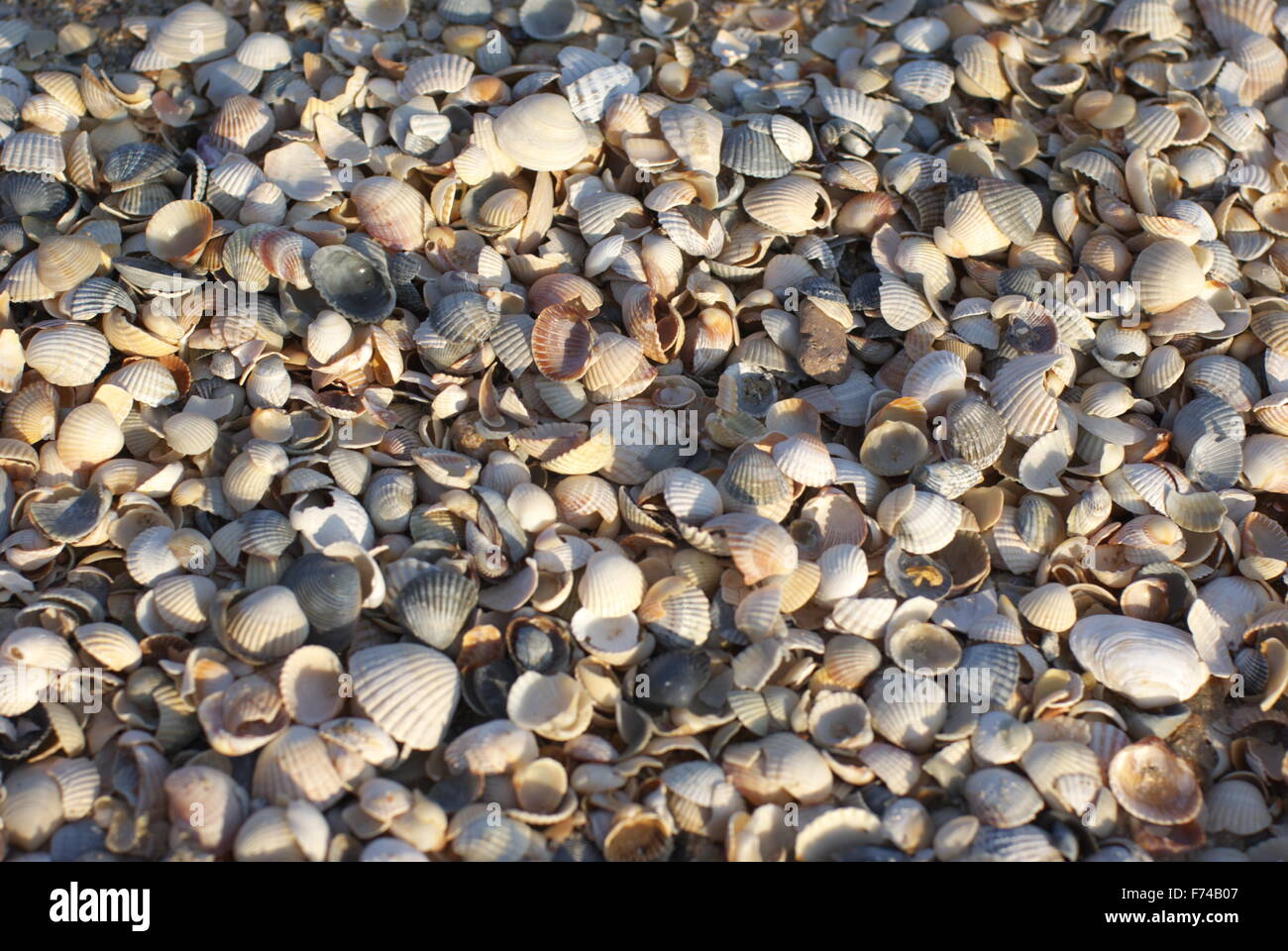 Cockle shell beach hi-res stock photography and images - Alamy
