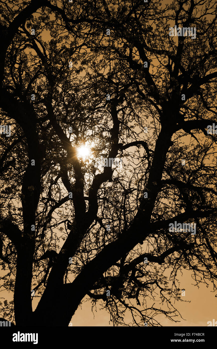 tree silhouette at sunset Stock Photo - Alamy