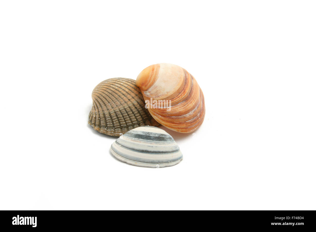 Beach summer vacation background shell Cut Out Stock Images & Pictures ...