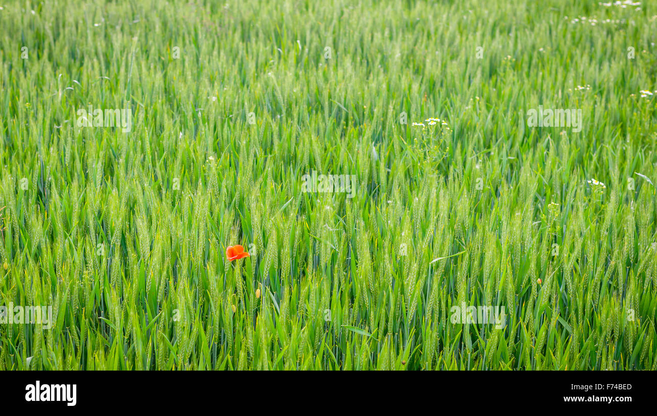 Rice field with one red poppy flower in summer Stock Photo - Alamy