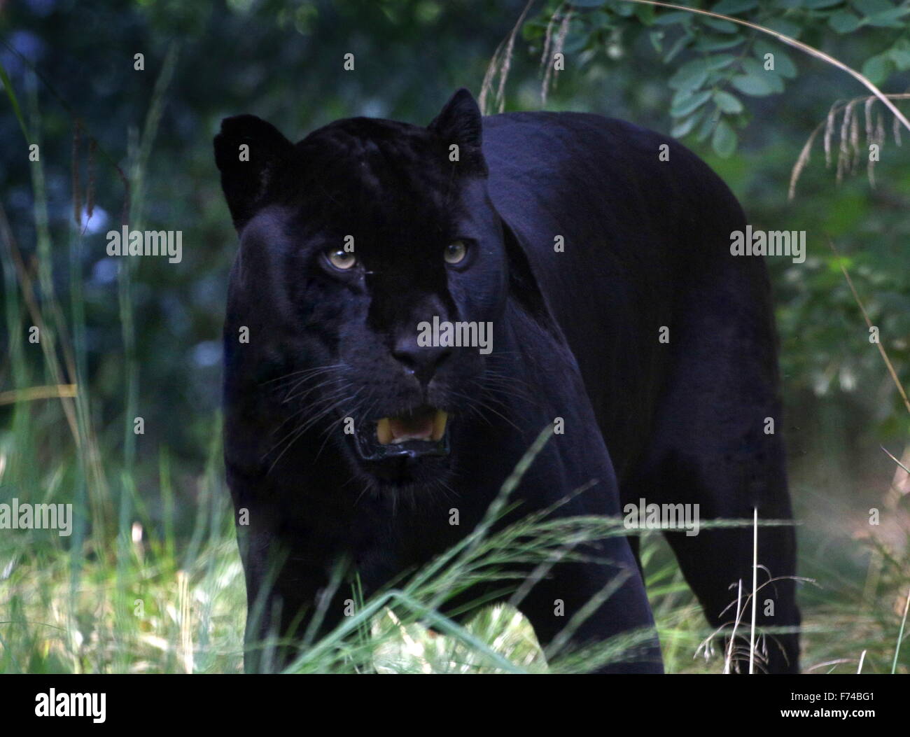 South American Panther