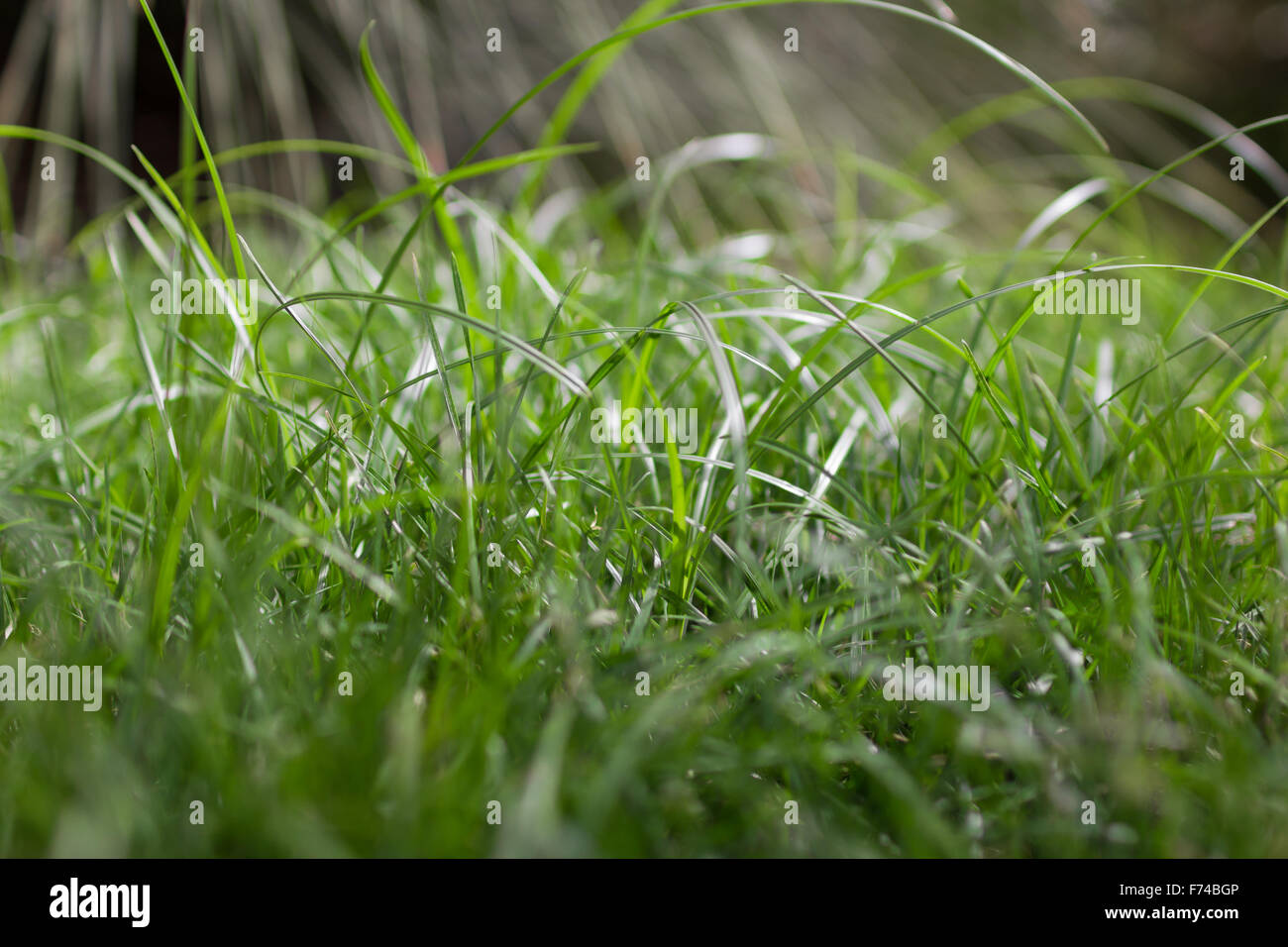 Extreme close-up of blades of grass in a garden Stock Photo - Alamy