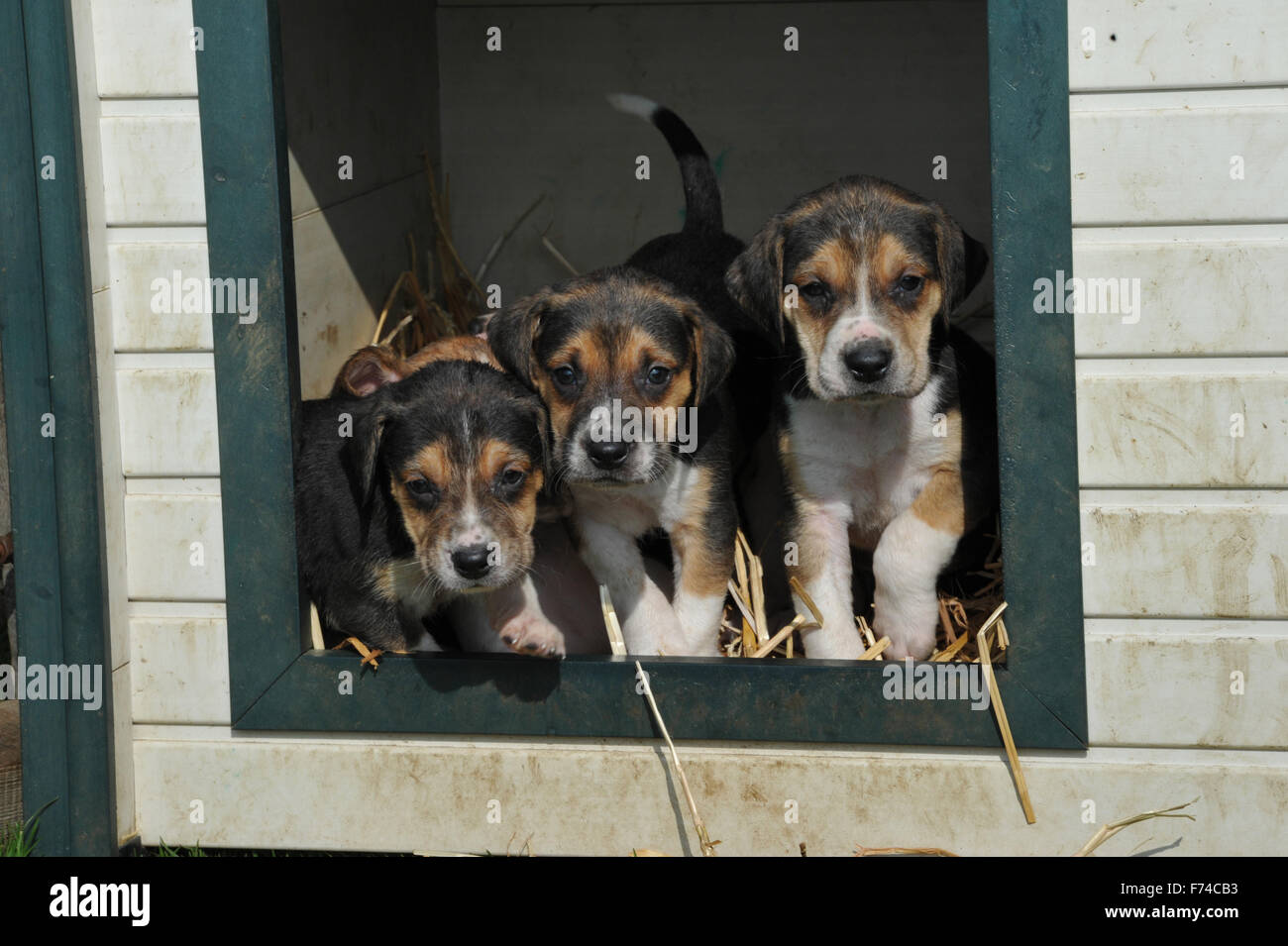Puppies in kennel Stock Photo - Alamy