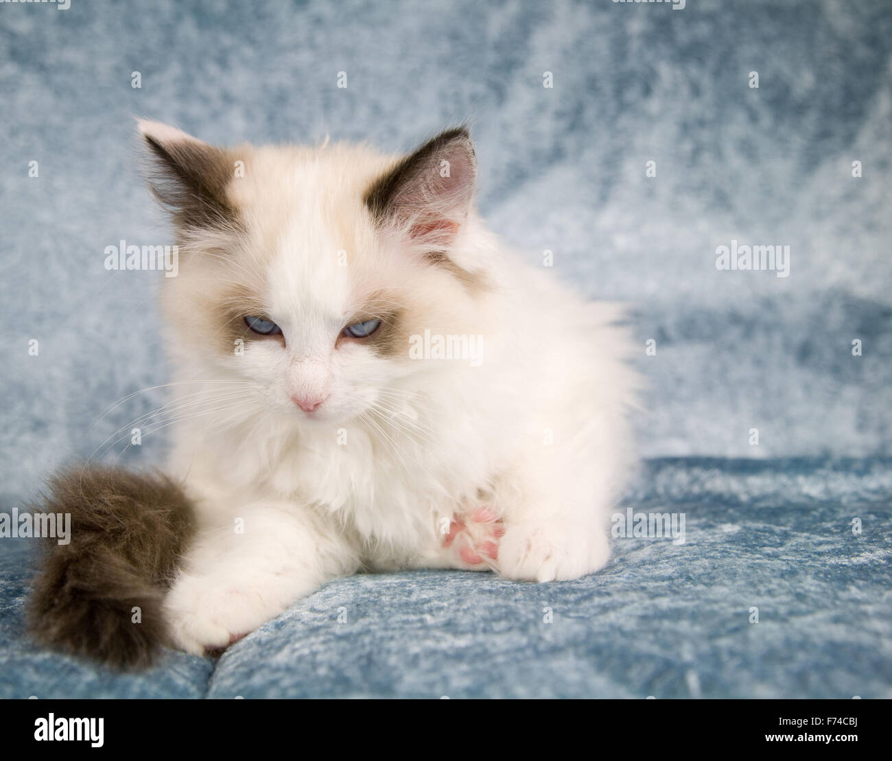 Young ragdoll cat hi-res stock photography and images - Alamy