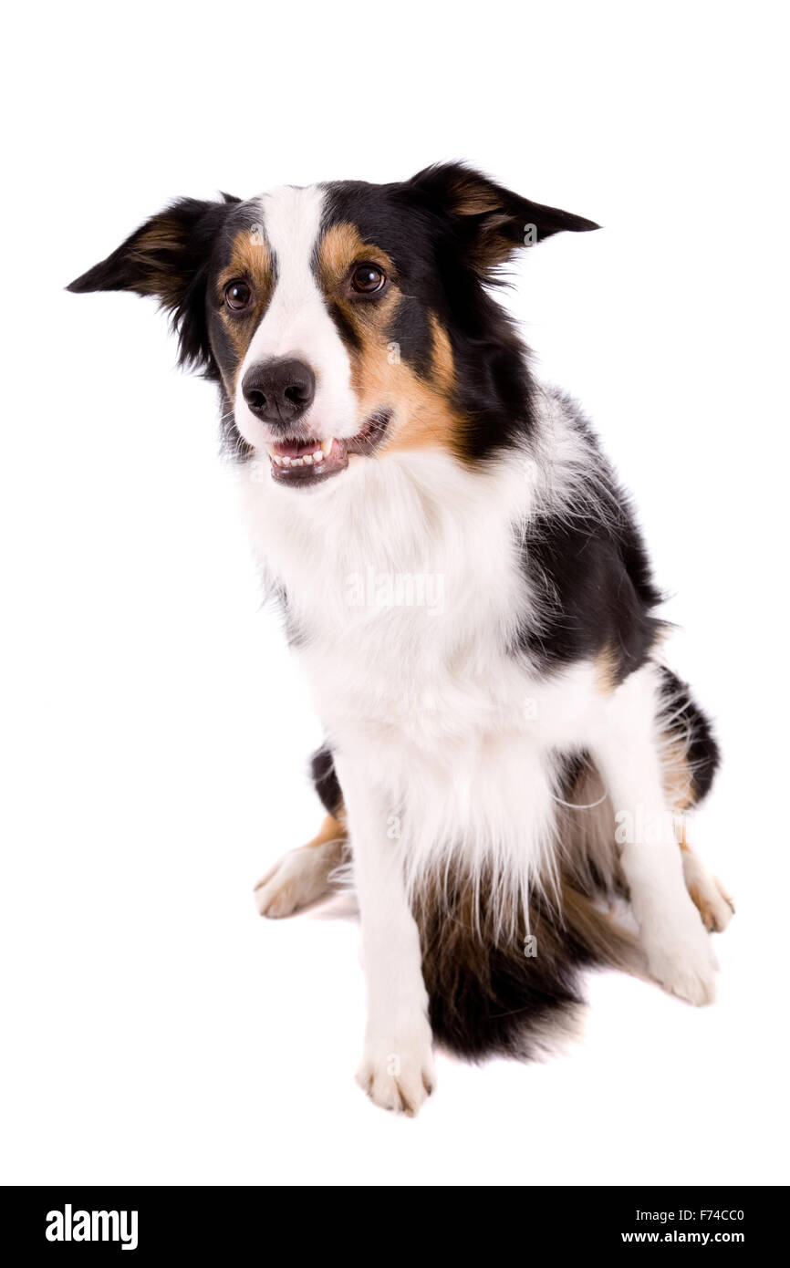 Sheepdog sheep hi-res stock photography and images - Alamy