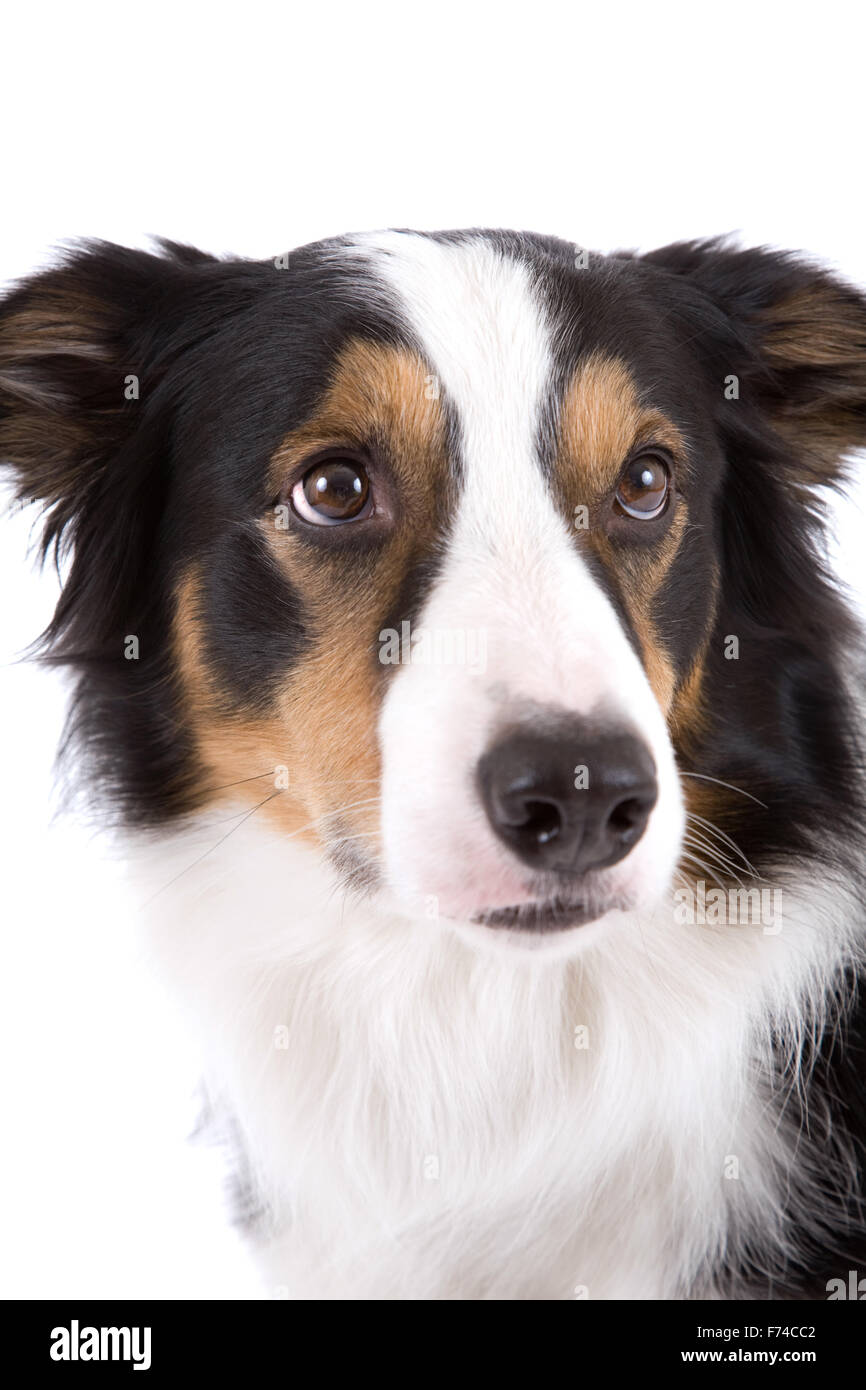 Sheepdog sheep hi-res stock photography and images - Alamy
