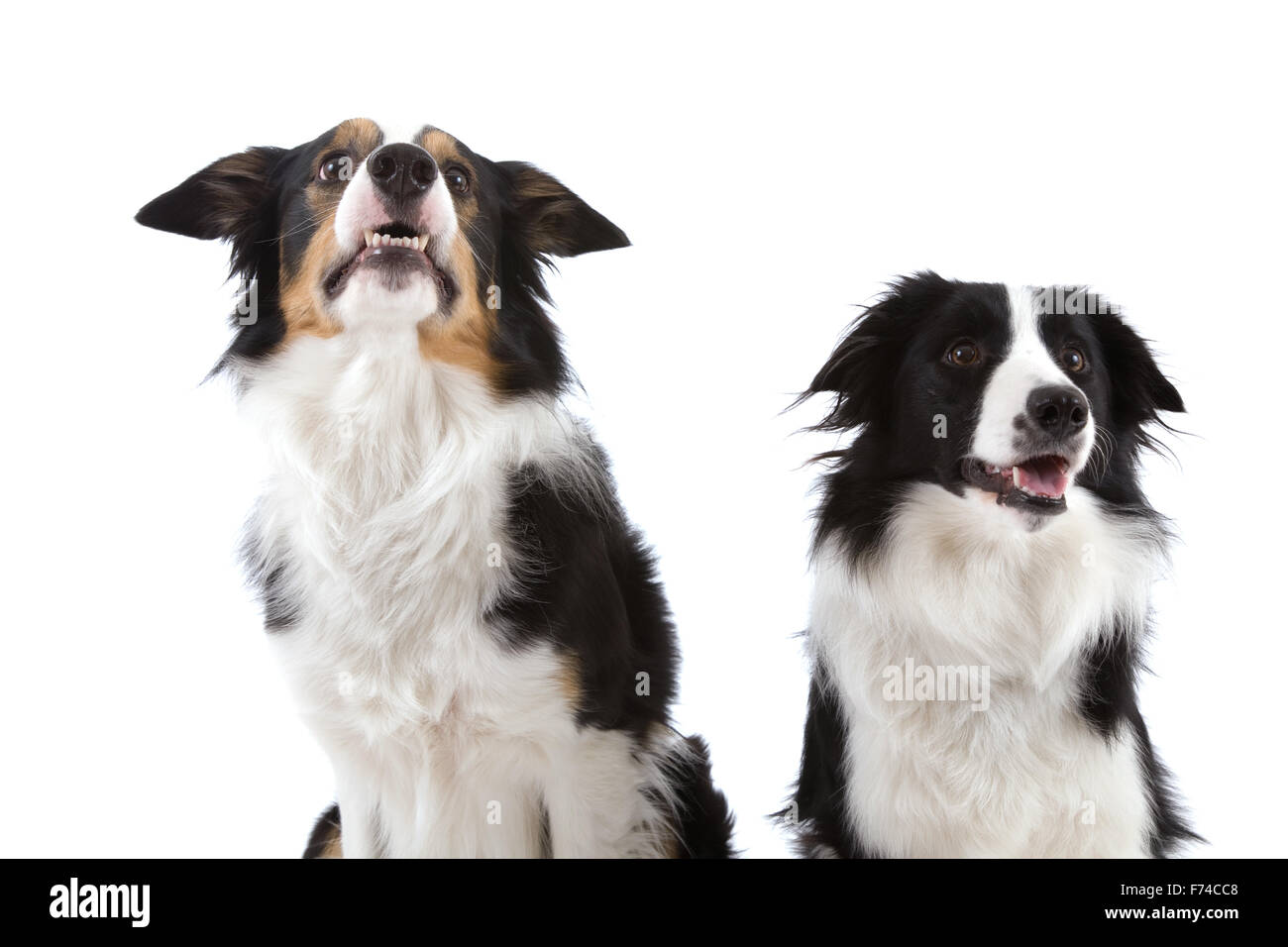 Two happy dogs Stock Photo - Alamy