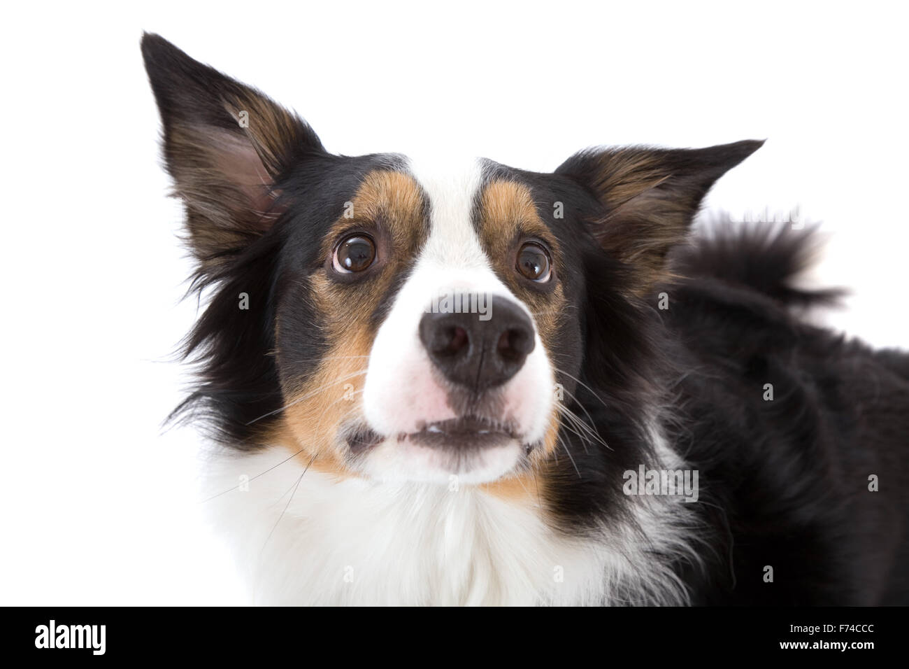 Puzzled dog hi-res stock photography and images - Alamy