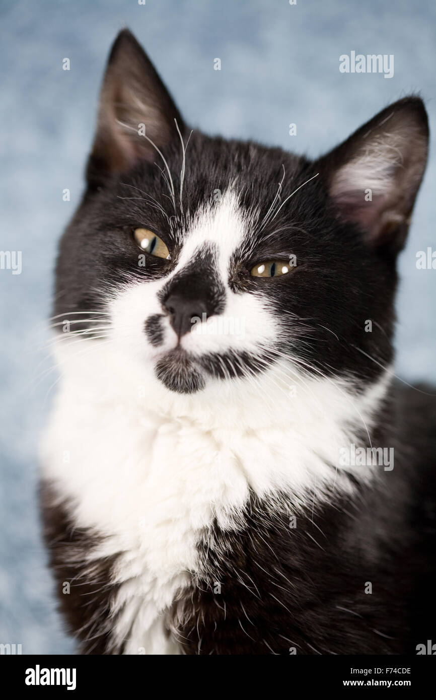 Cat falling asleep hi-res stock photography and images - Alamy