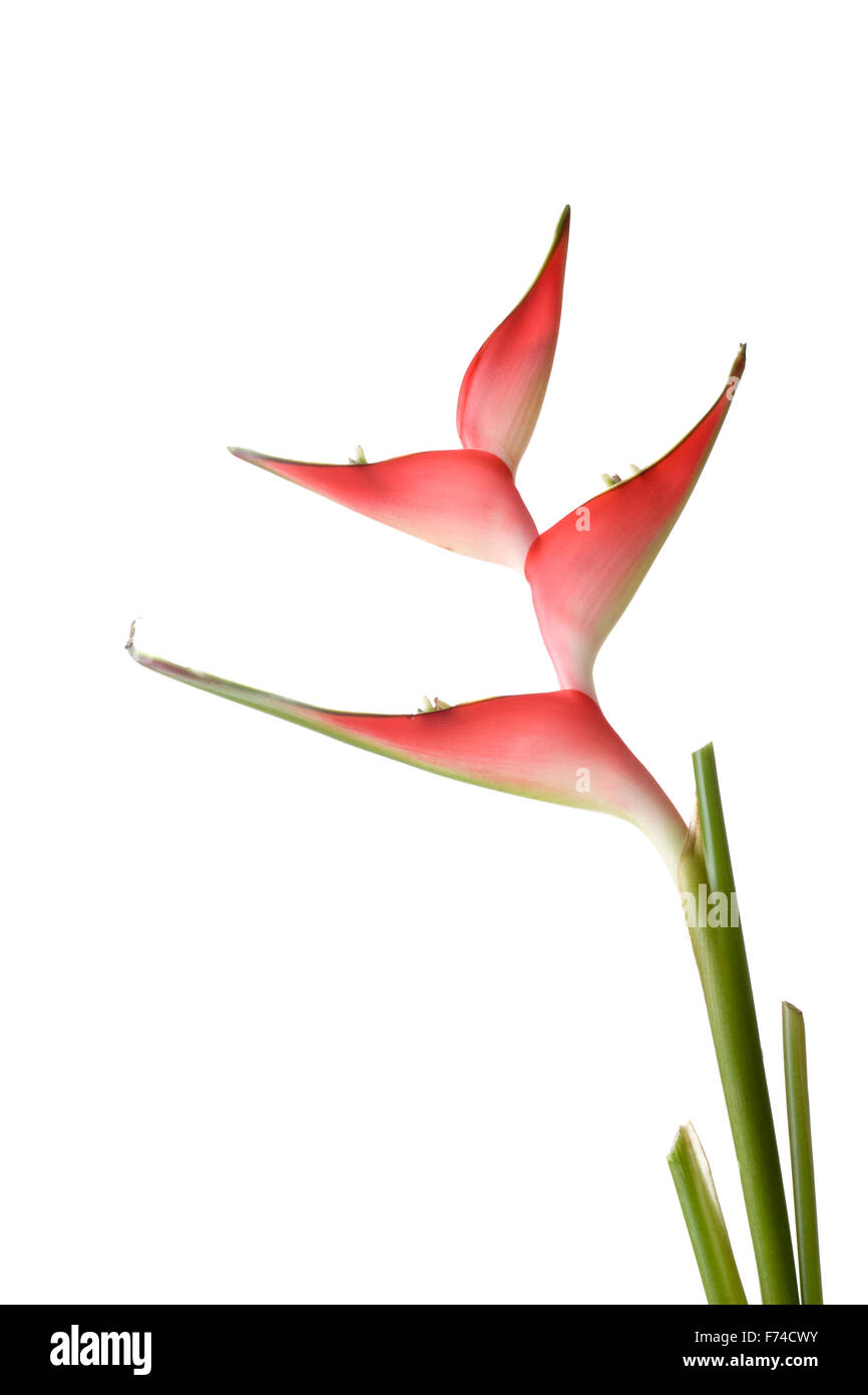 Beautiful helicon flower Stock Photo - Alamy