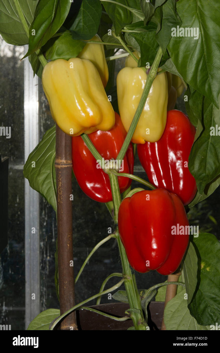 BUCKS GREENHOUSE; CHILLI (CAPSICUM) RAINBOW MIX; SOLANACAE Stock Photo ...