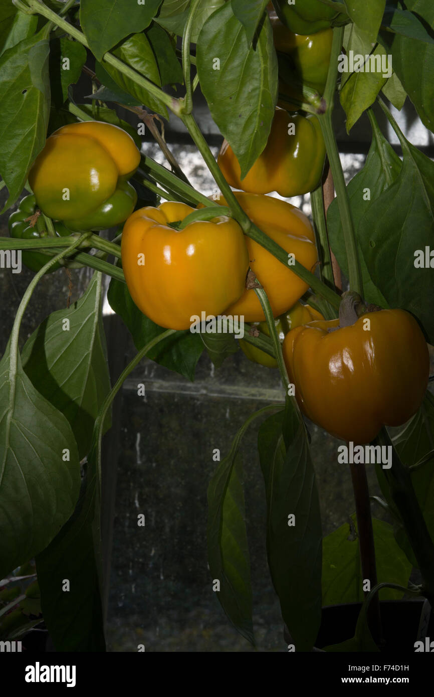 BUCKS GREENHOUSE; CHILLI (CAPSICUM) RAINBOW MIX; SOLANACAE Stock Photo ...