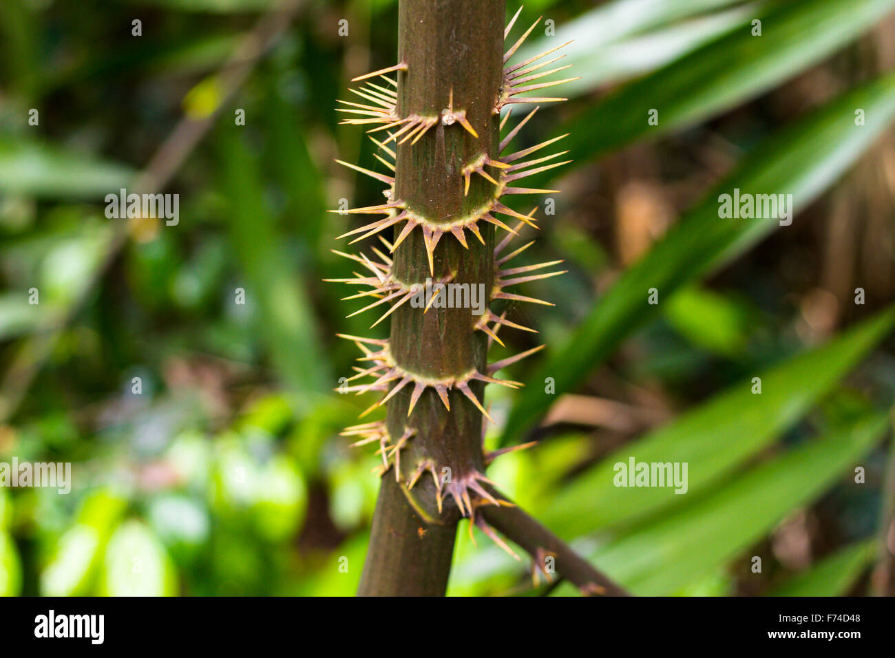 Spines on small branch Stock Photo - Alamy