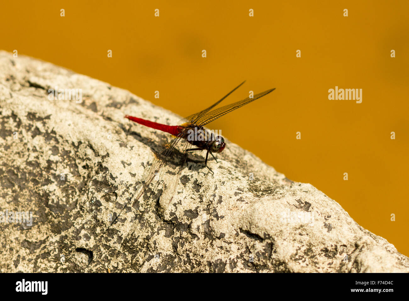 Dragon-fly on stone Stock Photo - Alamy