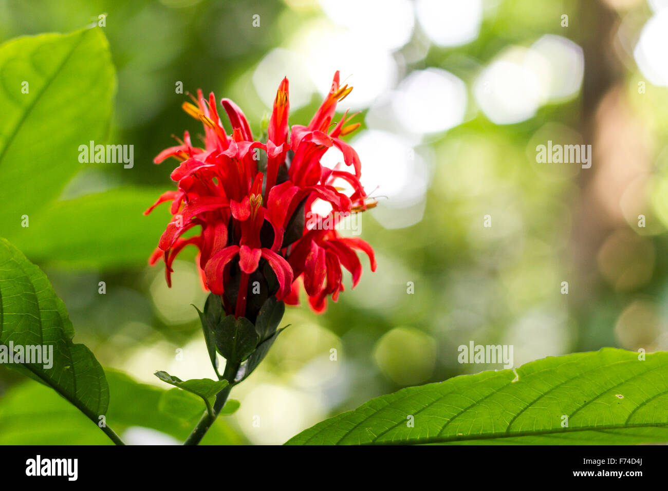 Red flower in Botanical Garden Singapore Stock Photo - Alamy