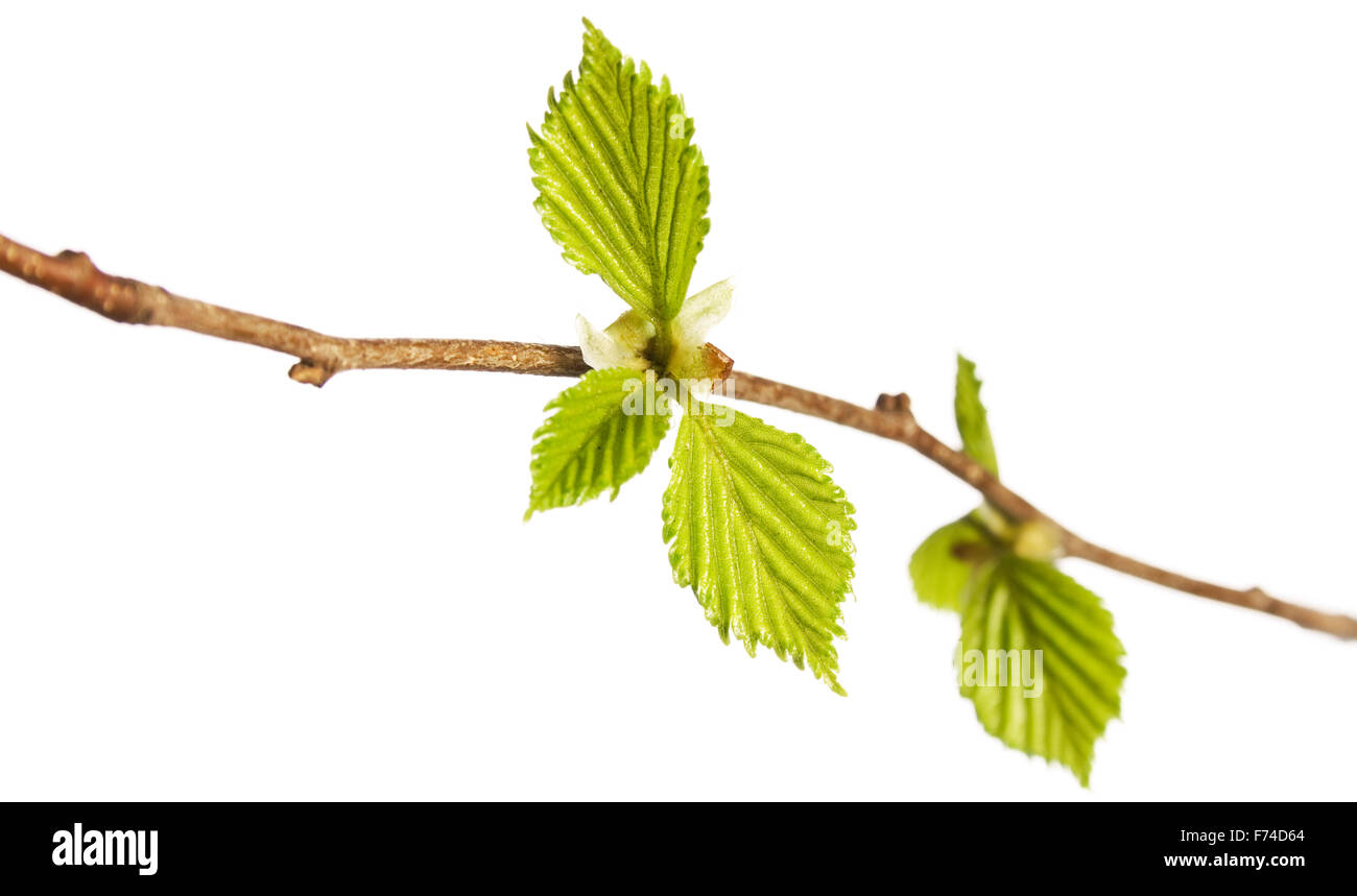 Sprout tree hi-res stock photography and images - Alamy
