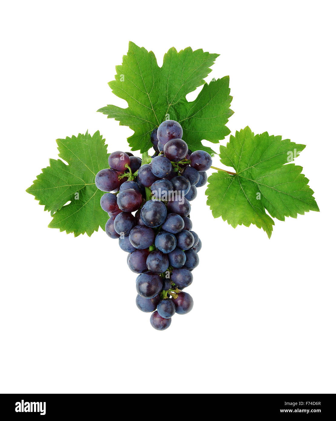 Blue grape cluster Stock Photo - Alamy