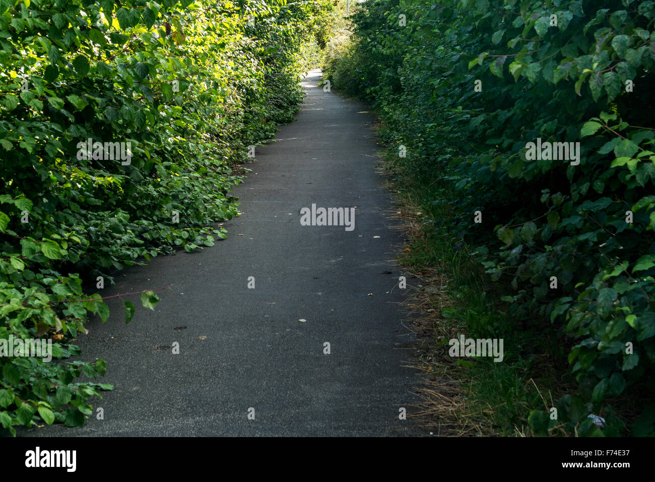 A small tarmac path running through a tree lined hedge Stock Photo - Alamy