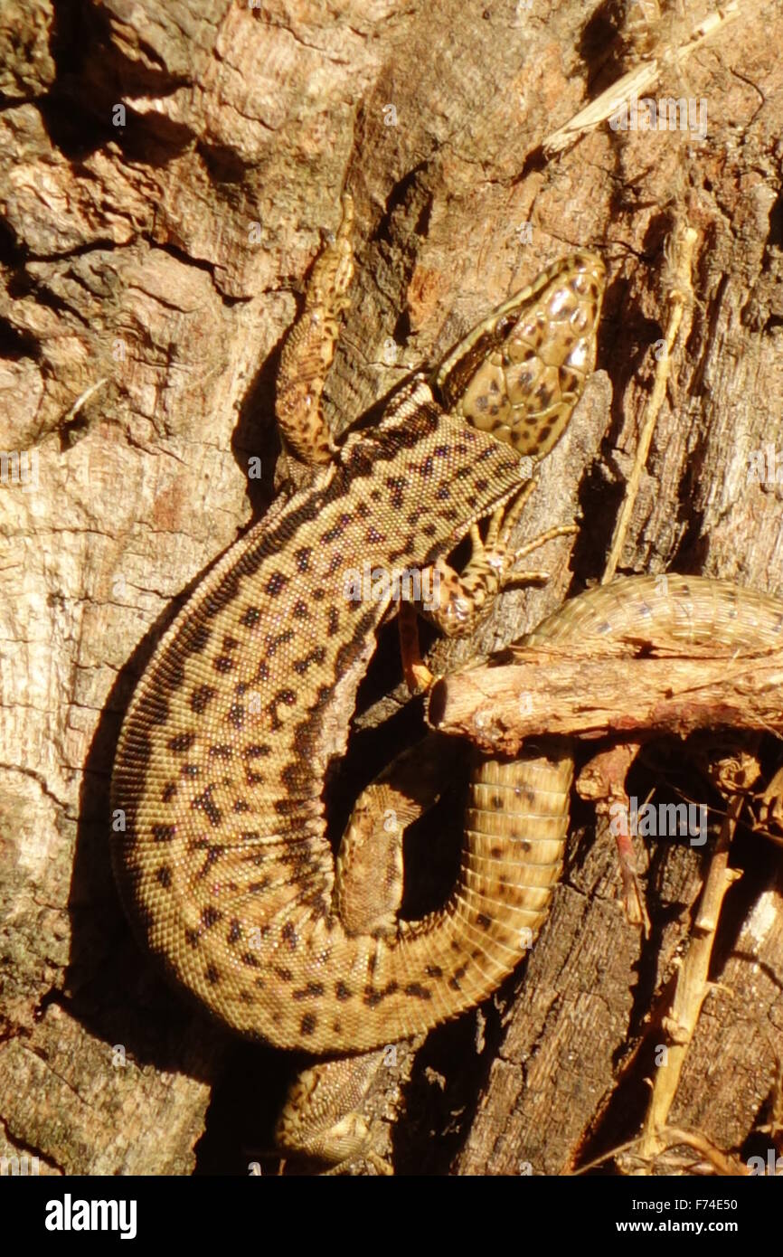 Common Wall Lizard Stock Photo - Alamy