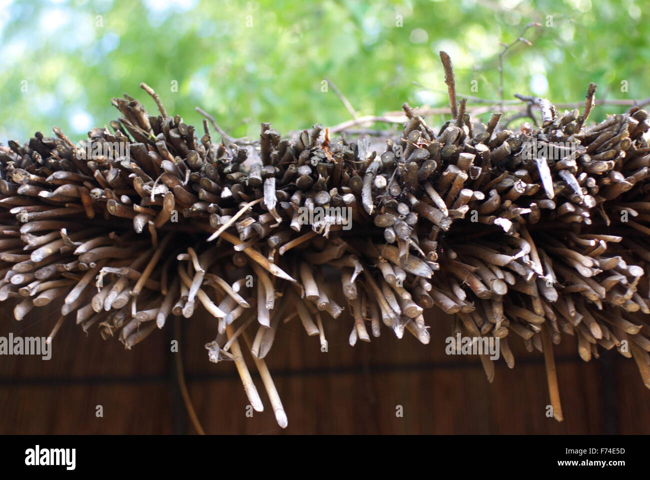 Birch rod hi-res stock photography and images - Alamy