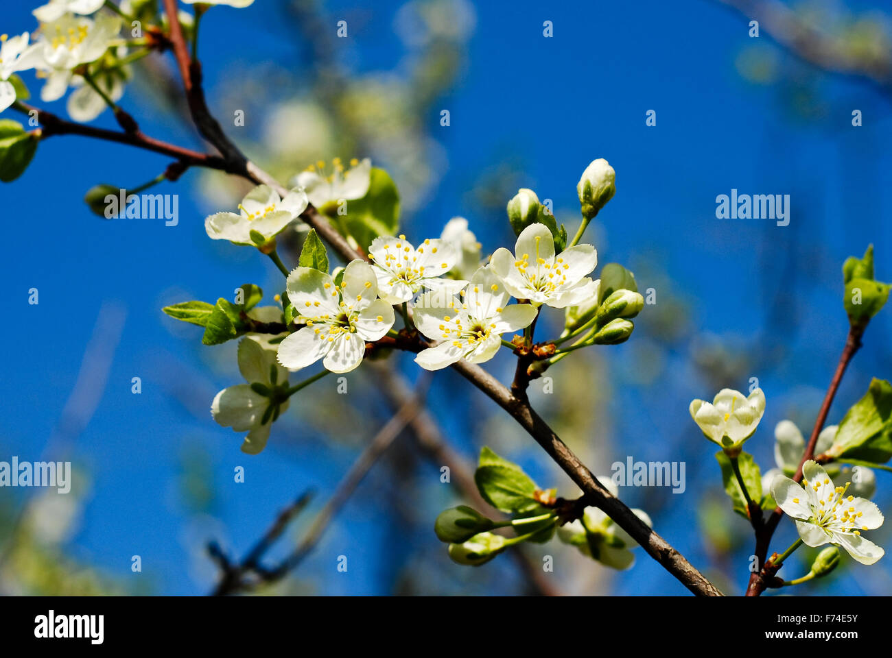 White spring flowers Stock Photo - Alamy