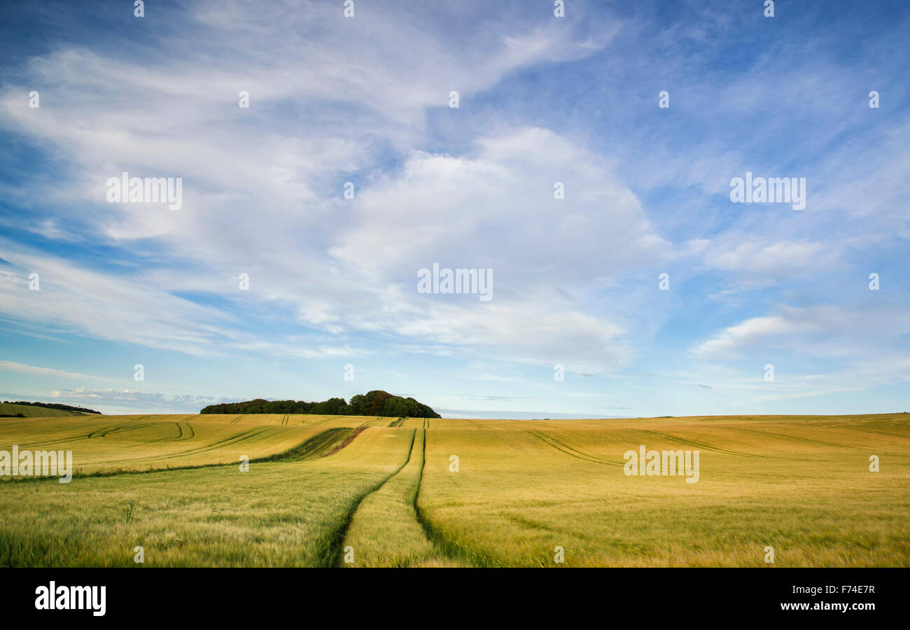 Summer landscape over agricultural farm fields of crops Stock Photo - Alamy