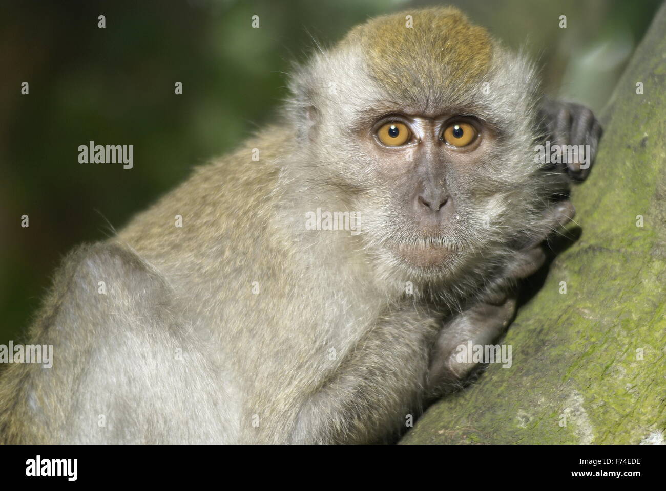 Monkey resting on a tree branch Stock Photo - Alamy