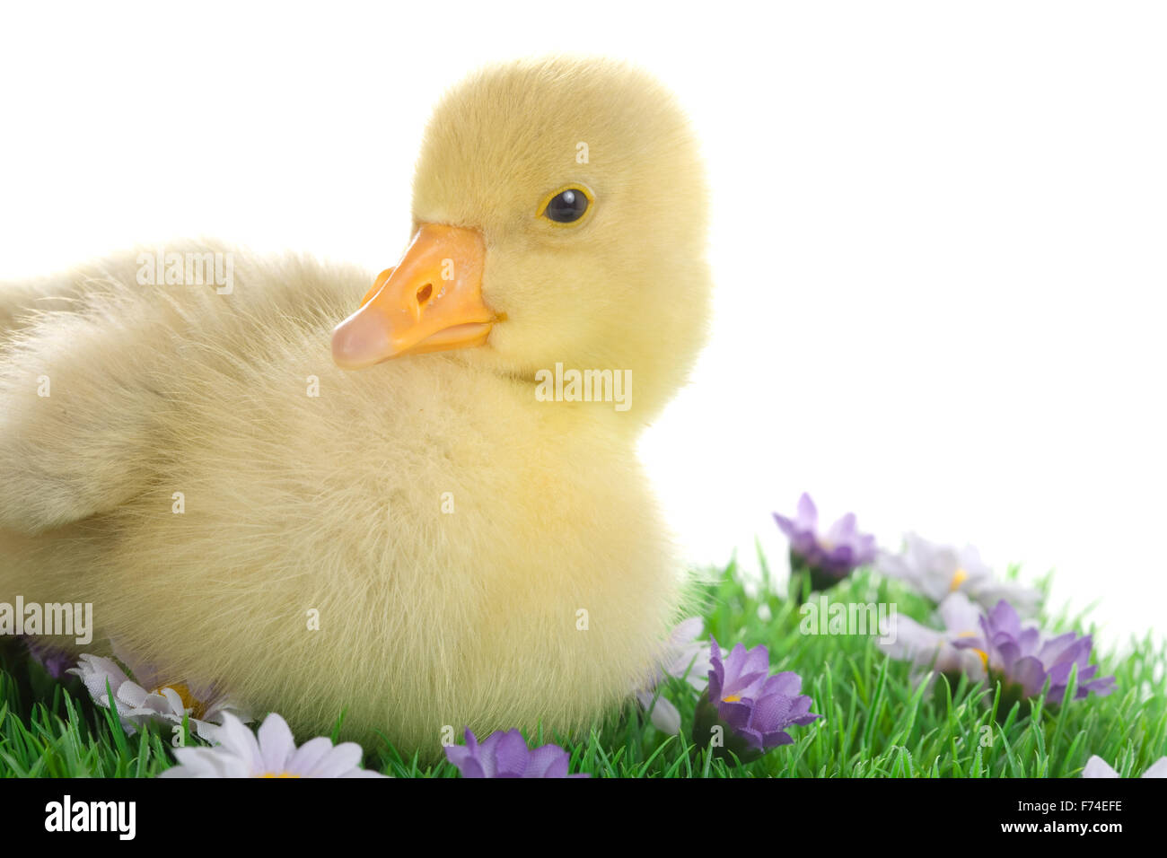 Little goose baby Stock Photo - Alamy