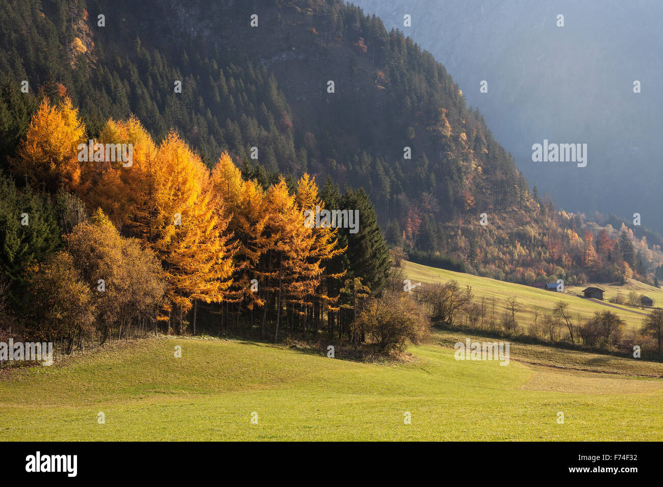 Autumnal colours, trees in Hintersteiner Valley, near Bruck, autumn ...