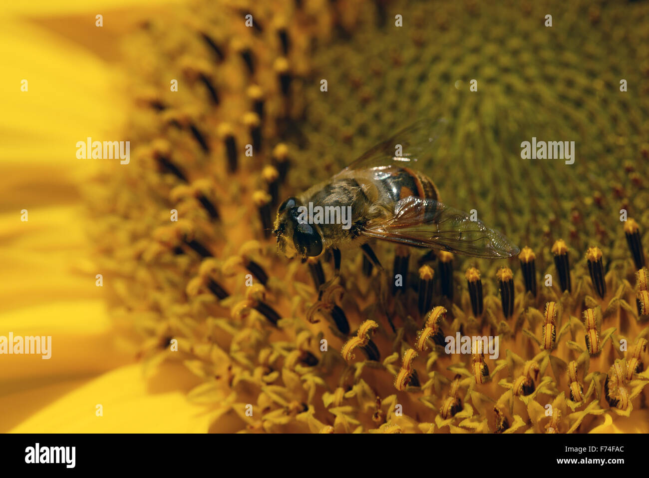 Drone fly Eristalis tenax is sitting on sunflower Stock Photo - Alamy