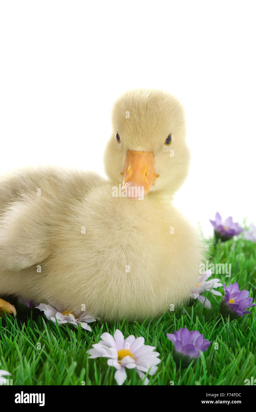 Baby down feathers hi-res stock photography and images - Alamy