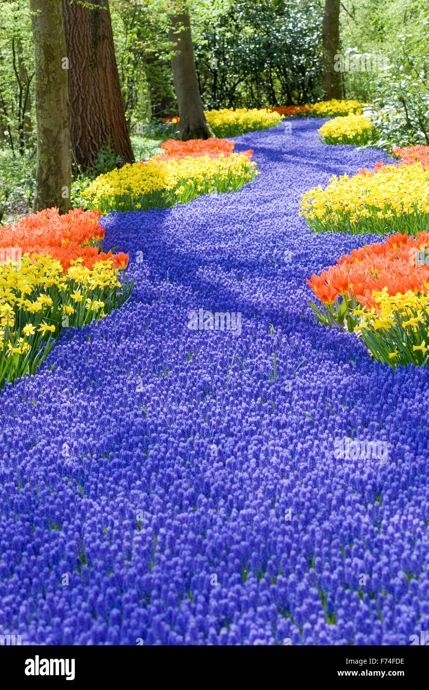 Field of Spring flowers Stock Photo - Alamy