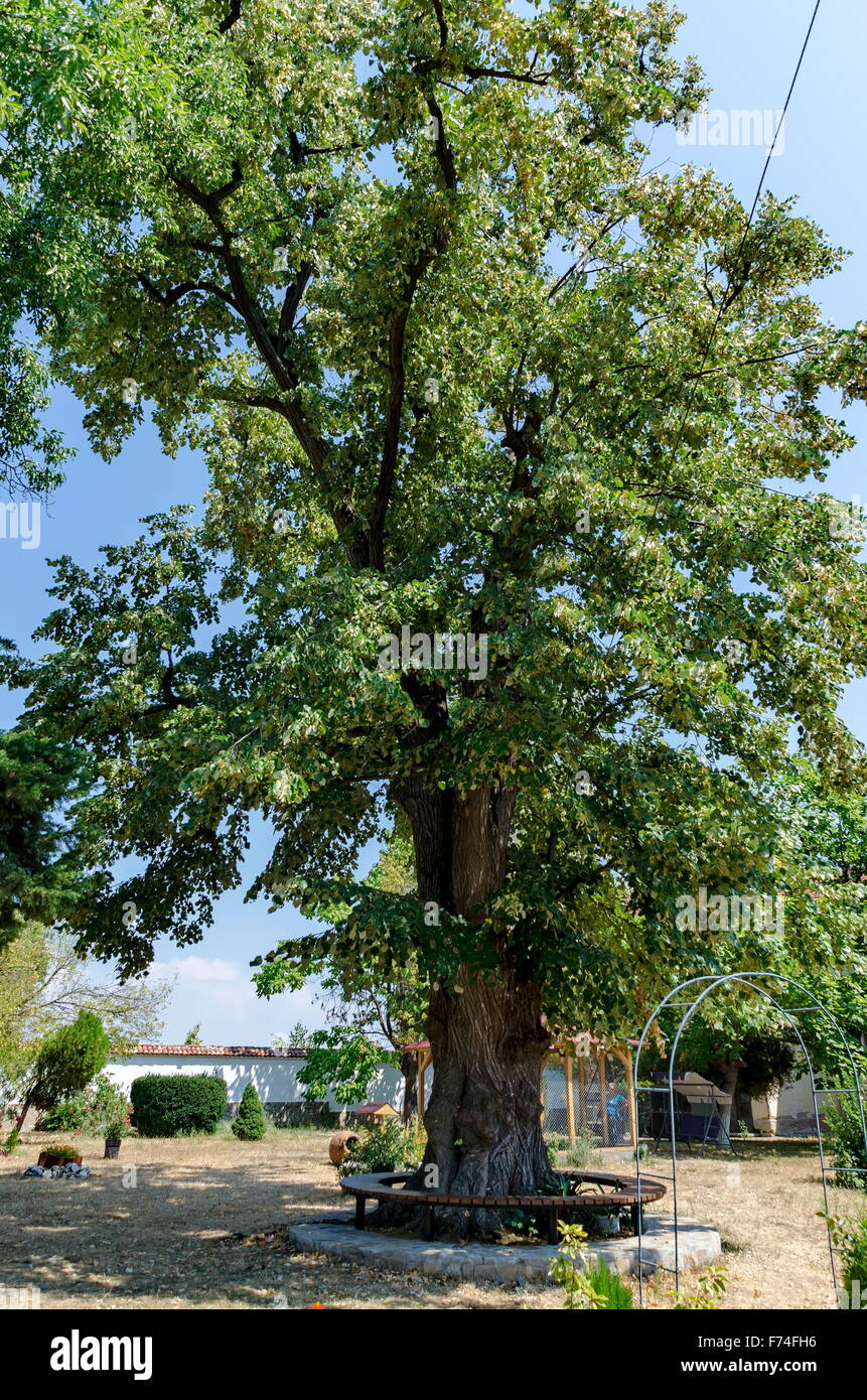 Big lime tree in yard of Batkun monastery "St. Peter and Pavel ...