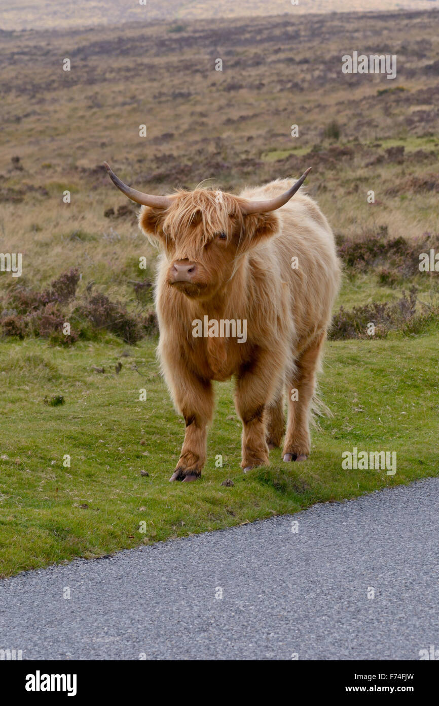Highland cow (bos taurus) at the side of the road in the Dartmoor ...