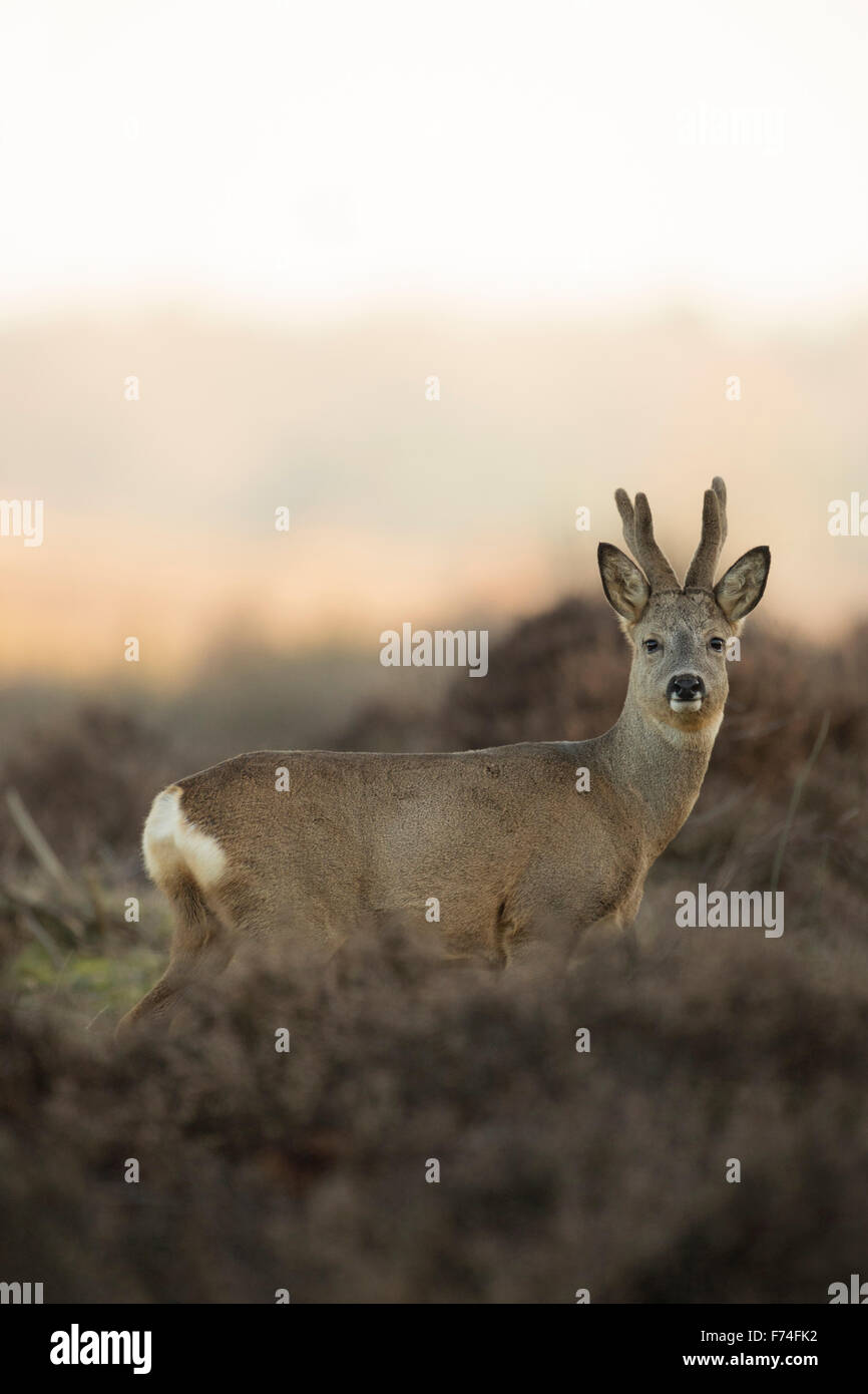 Male Roe deer / Reh ( Capreolus capreolus ) with regrowing antlers ...