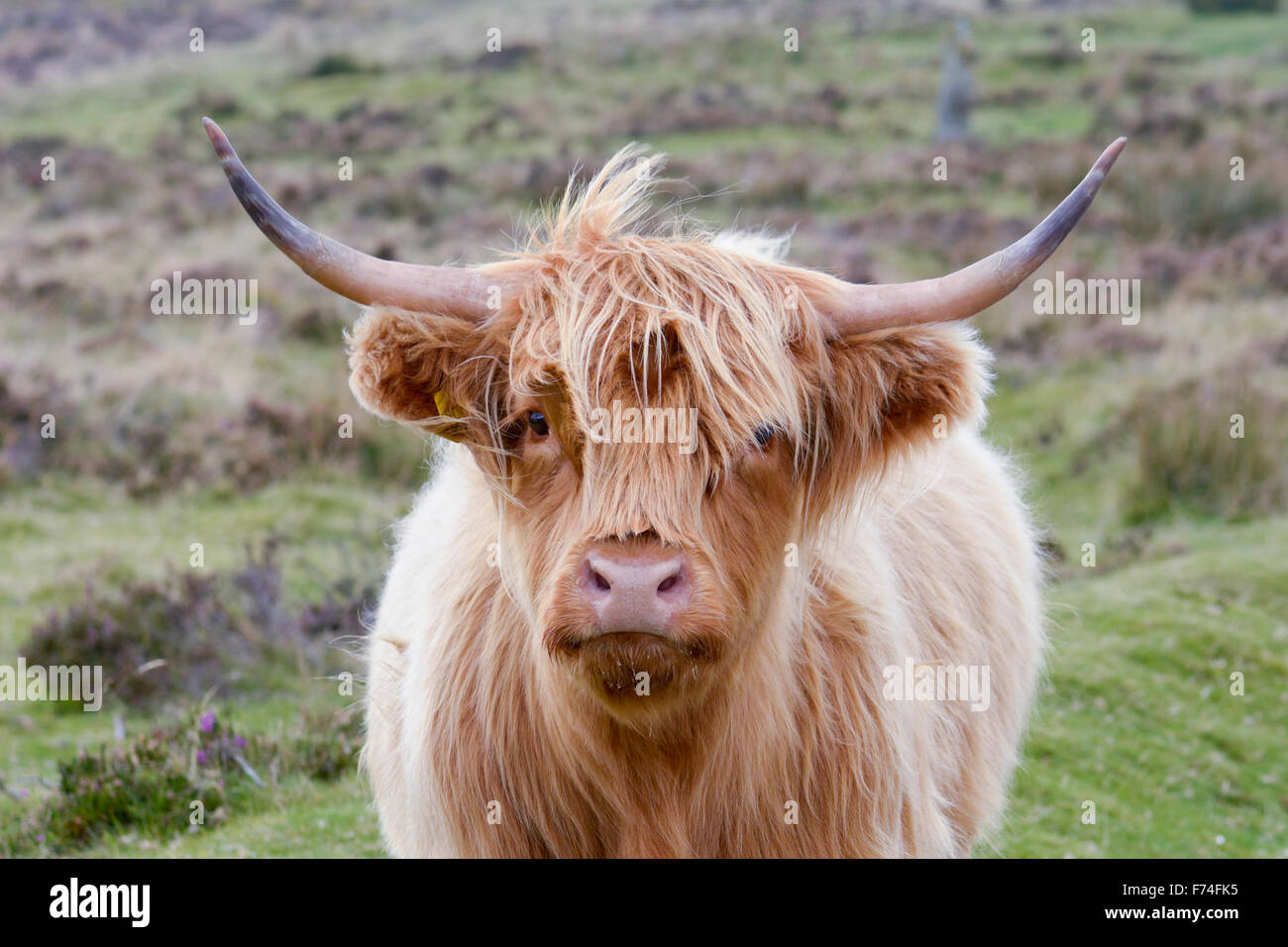 Highland cow (bos taurus) at the side of the road in the Dartmoor ...
