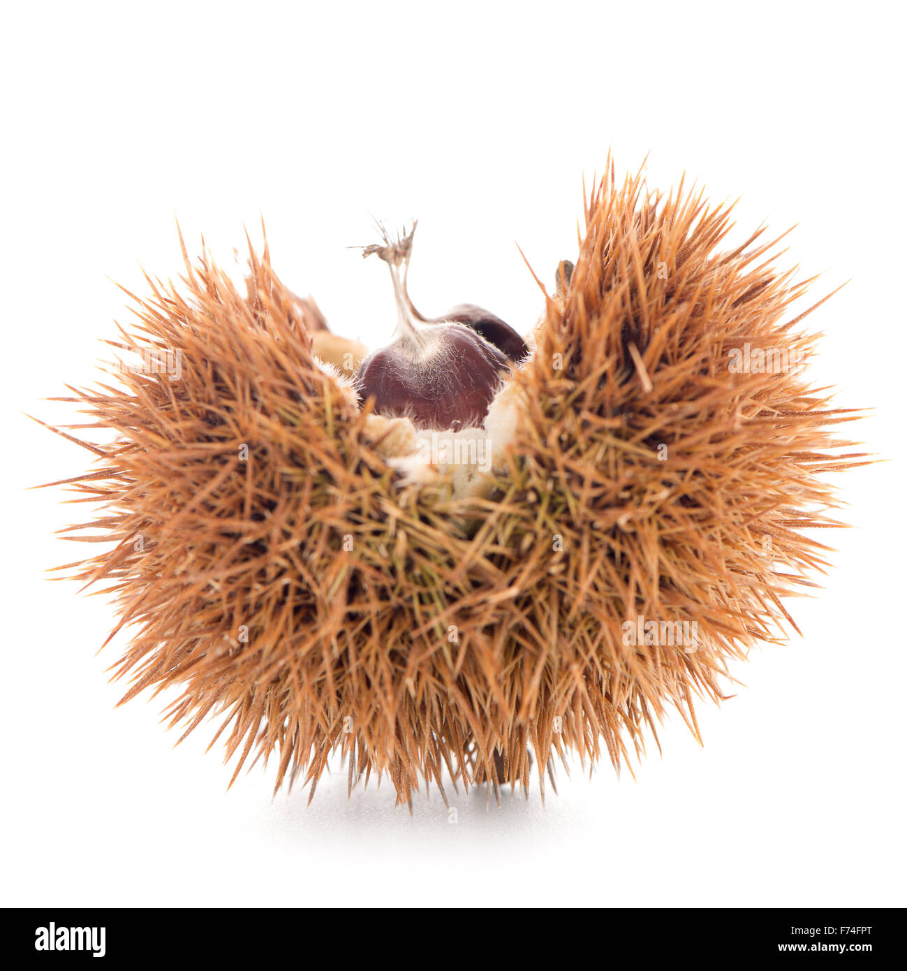 Chestnuts with shell isolated on white background Stock Photo - Alamy