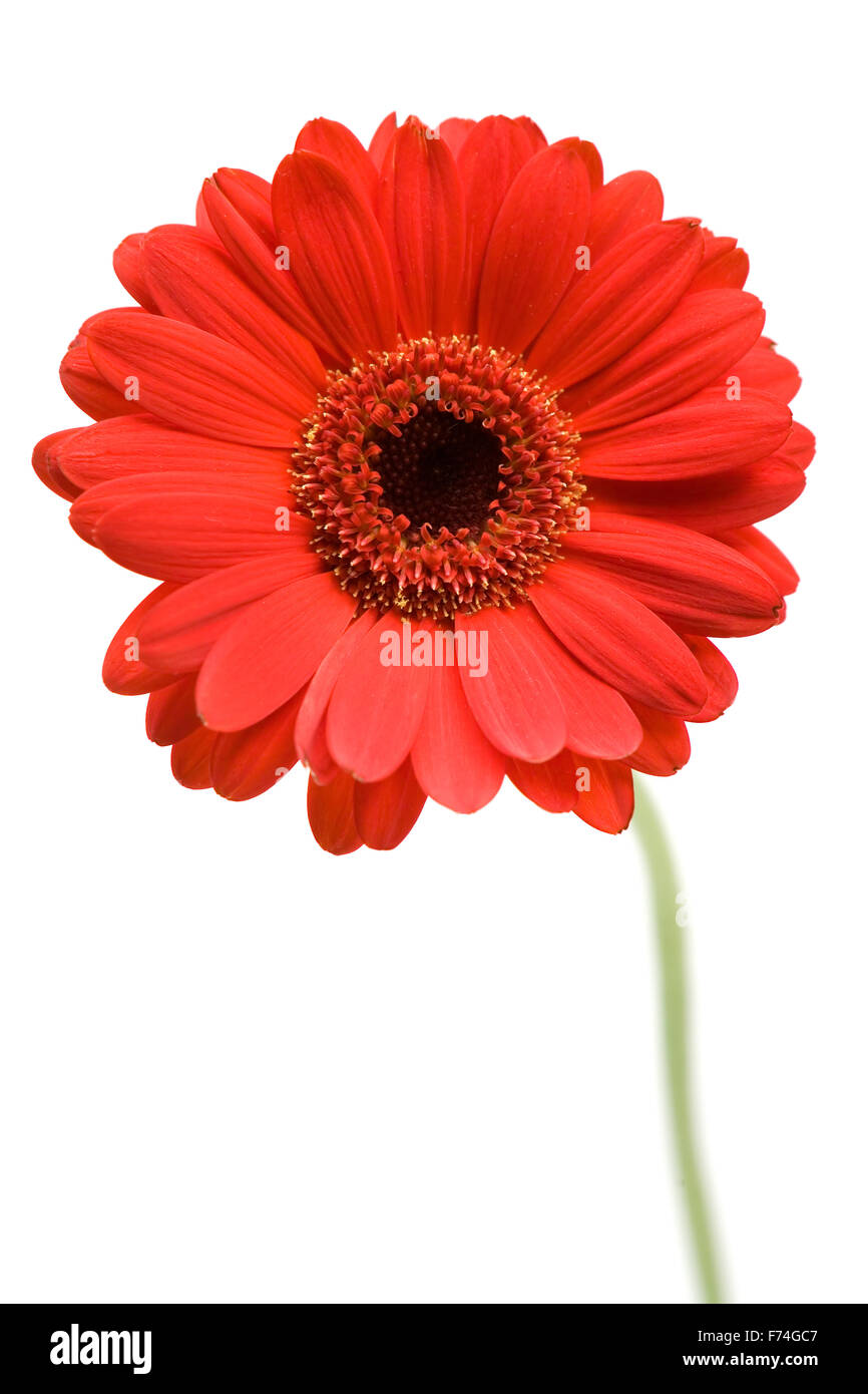 Red Gerber Daisy Stock Photo - Alamy