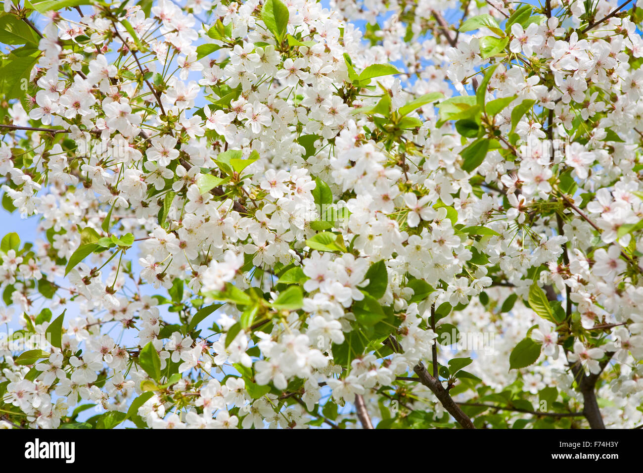 white flowers of apple-tree Stock Photo - Alamy