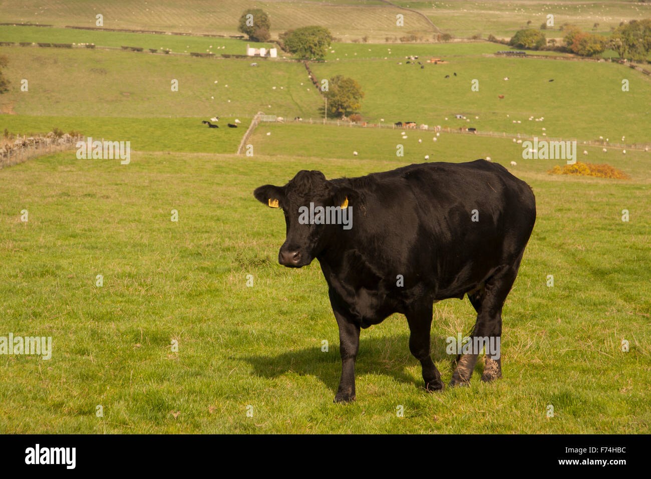 Durham cattle hi-res stock photography and images - Alamy