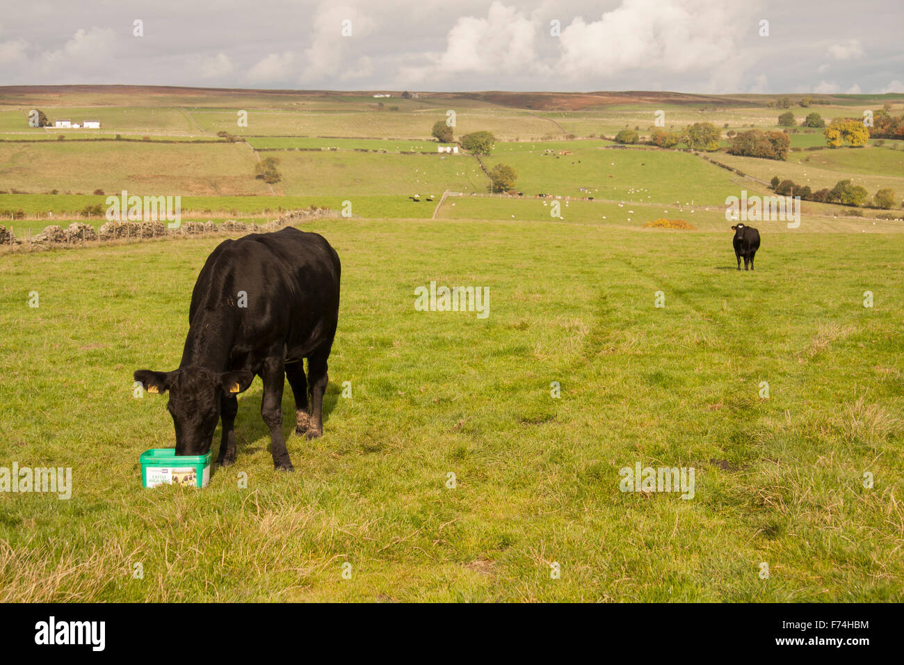 Durham cattle hi-res stock photography and images - Alamy