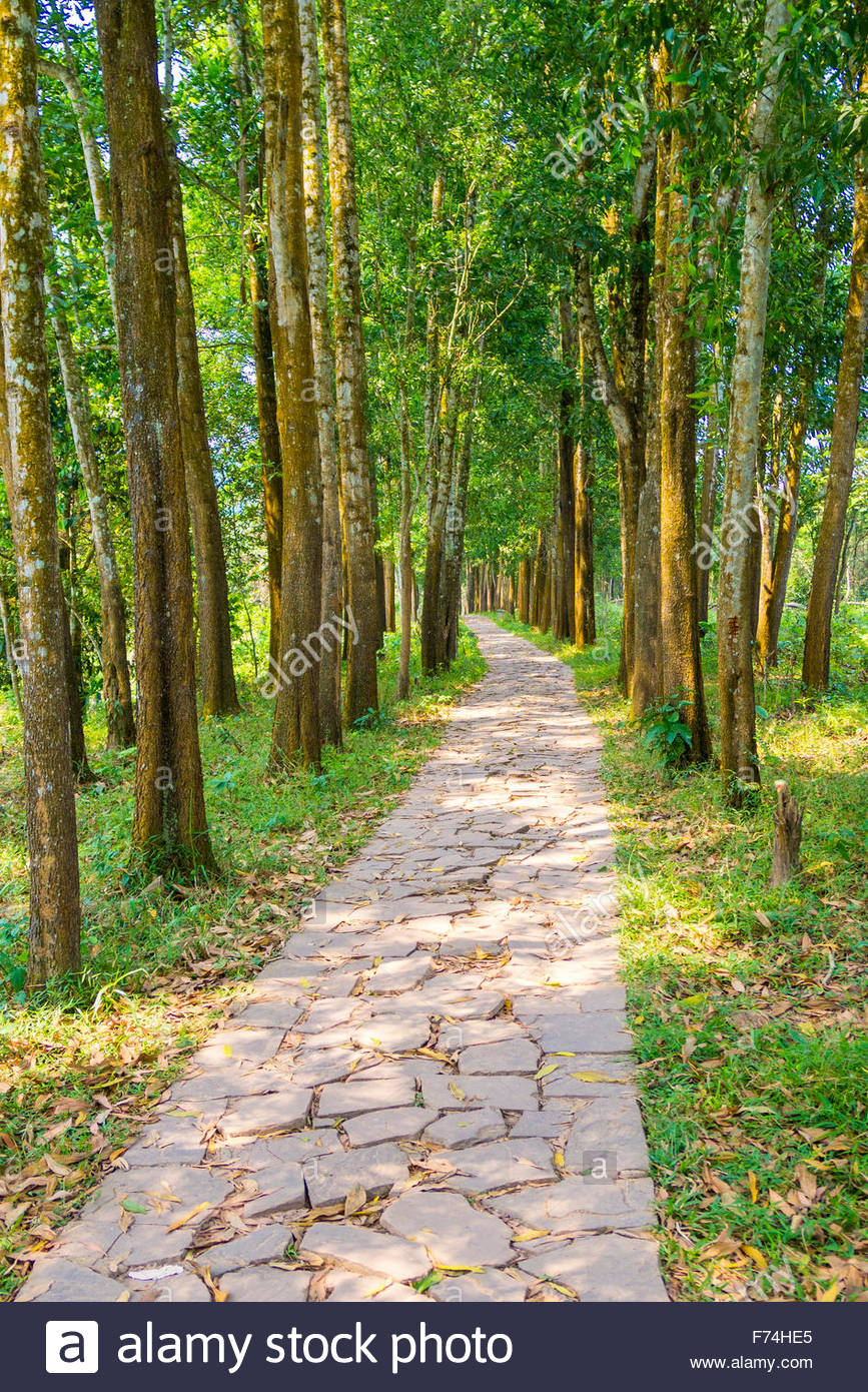 Wooded Forest Stock Photos & Wooded Forest Stock Images - Alamy