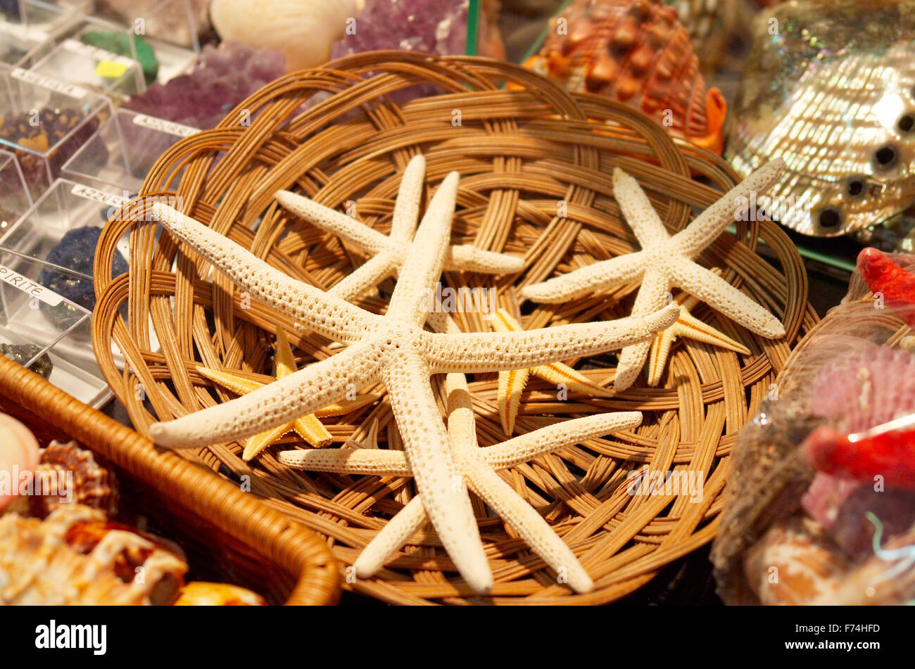 Seastar arm hi-res stock photography and images - Alamy