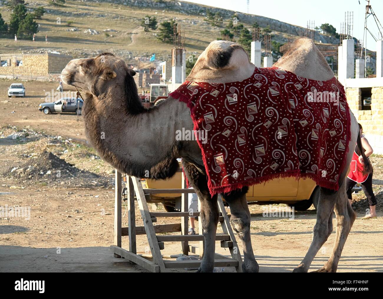 Camel stable hi-res stock photography and images - Alamy