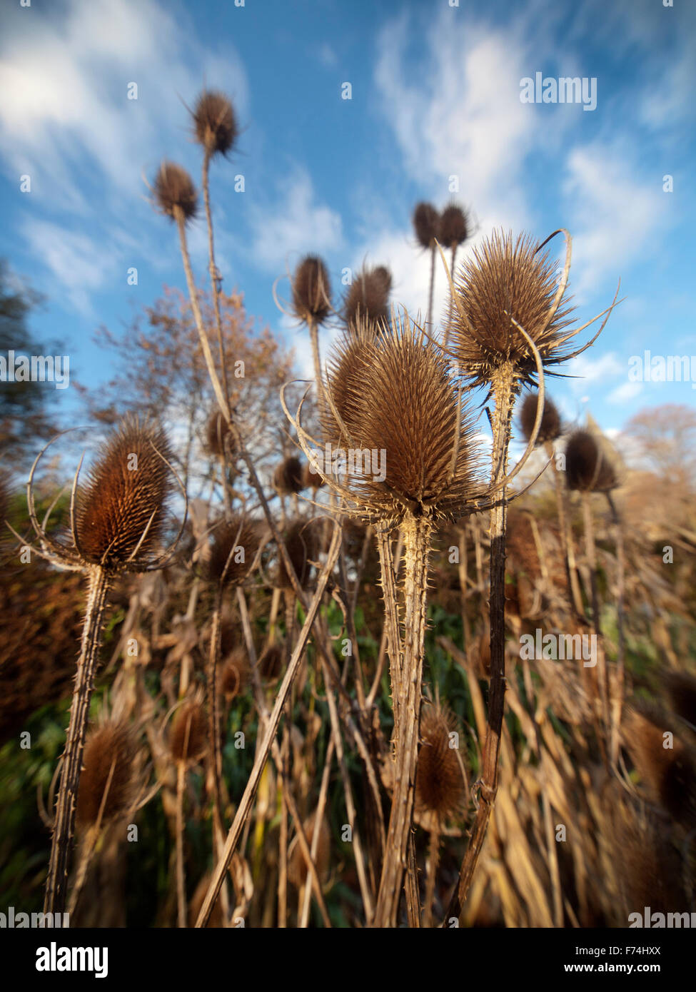 Dry teasel hi-res stock photography and images - Alamy