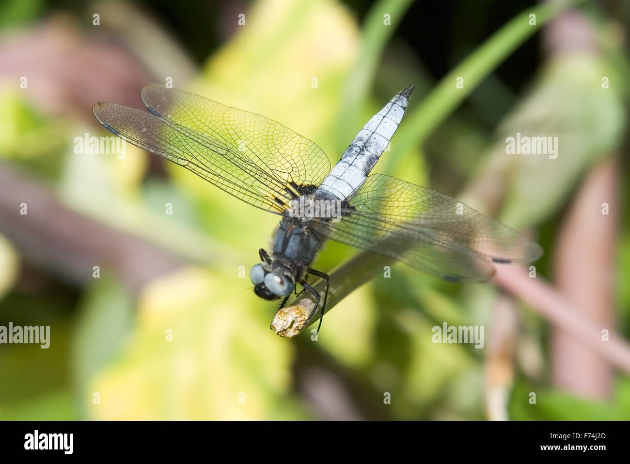 Dragon blue insect hi-res stock photography and images - Alamy
