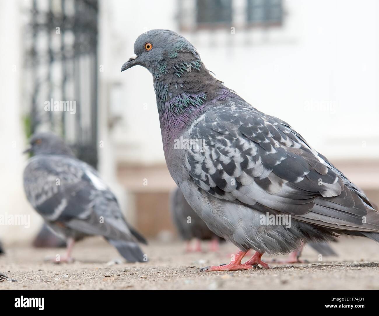 Full body pigeon hi-res stock photography and images - Alamy
