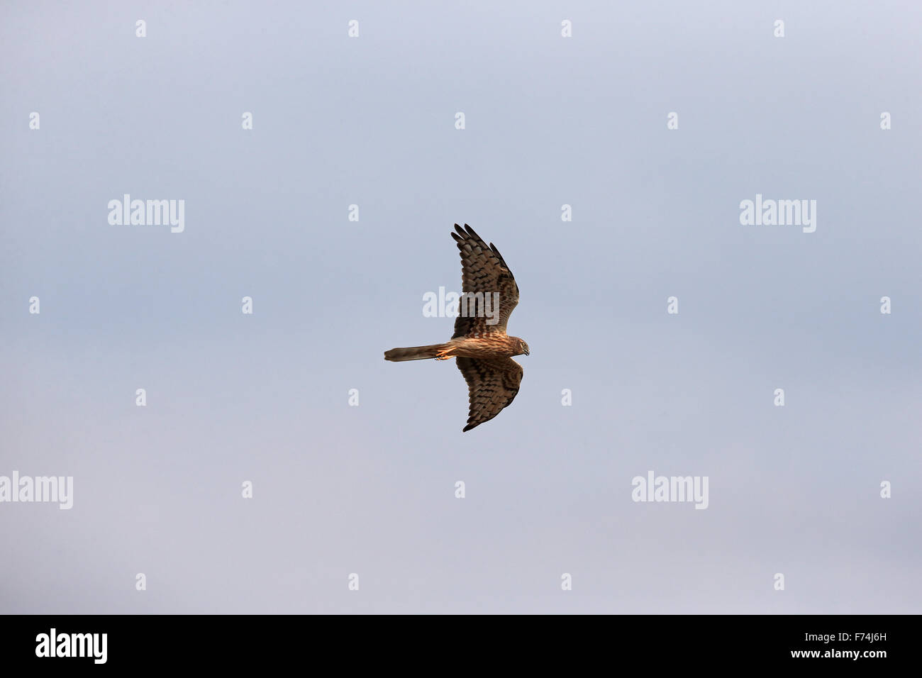 Montagu's Harrier (Circus pygargus Stock Photo - Alamy